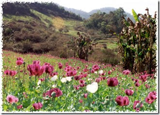 Poppy Fetches More Moolah in Remote Manipur | Sinlung